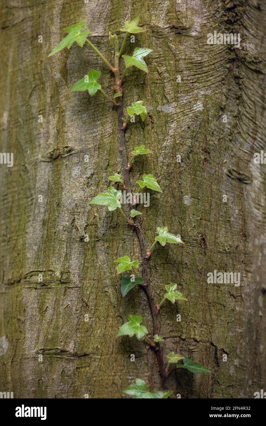 Ivy growing tree trunk hi-res stock photography and images - Alamy