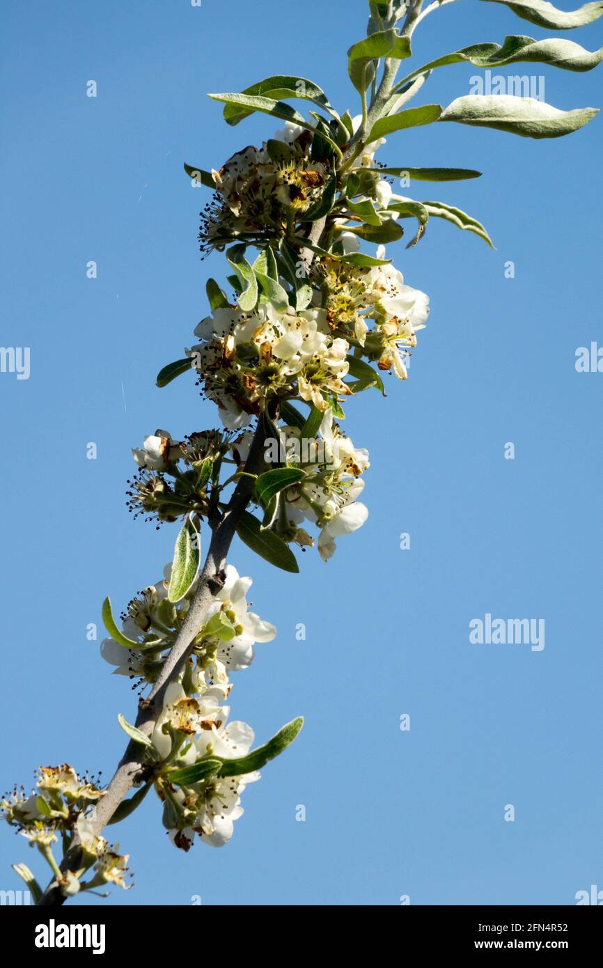 Weeping Willowleaf Pyrus salicifolia Pendula Stock Photo - Alamy