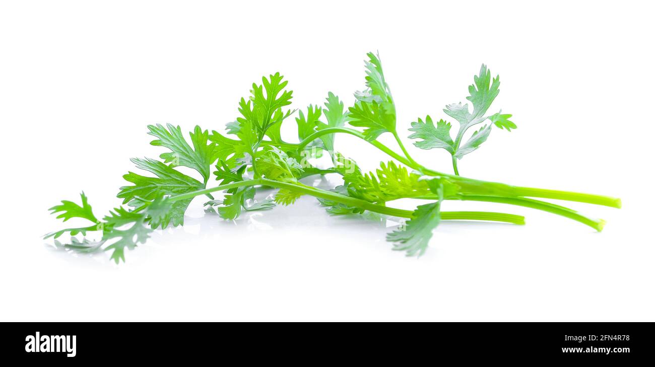 Green coriander leaves close-up, isolation on a white background Stock ...