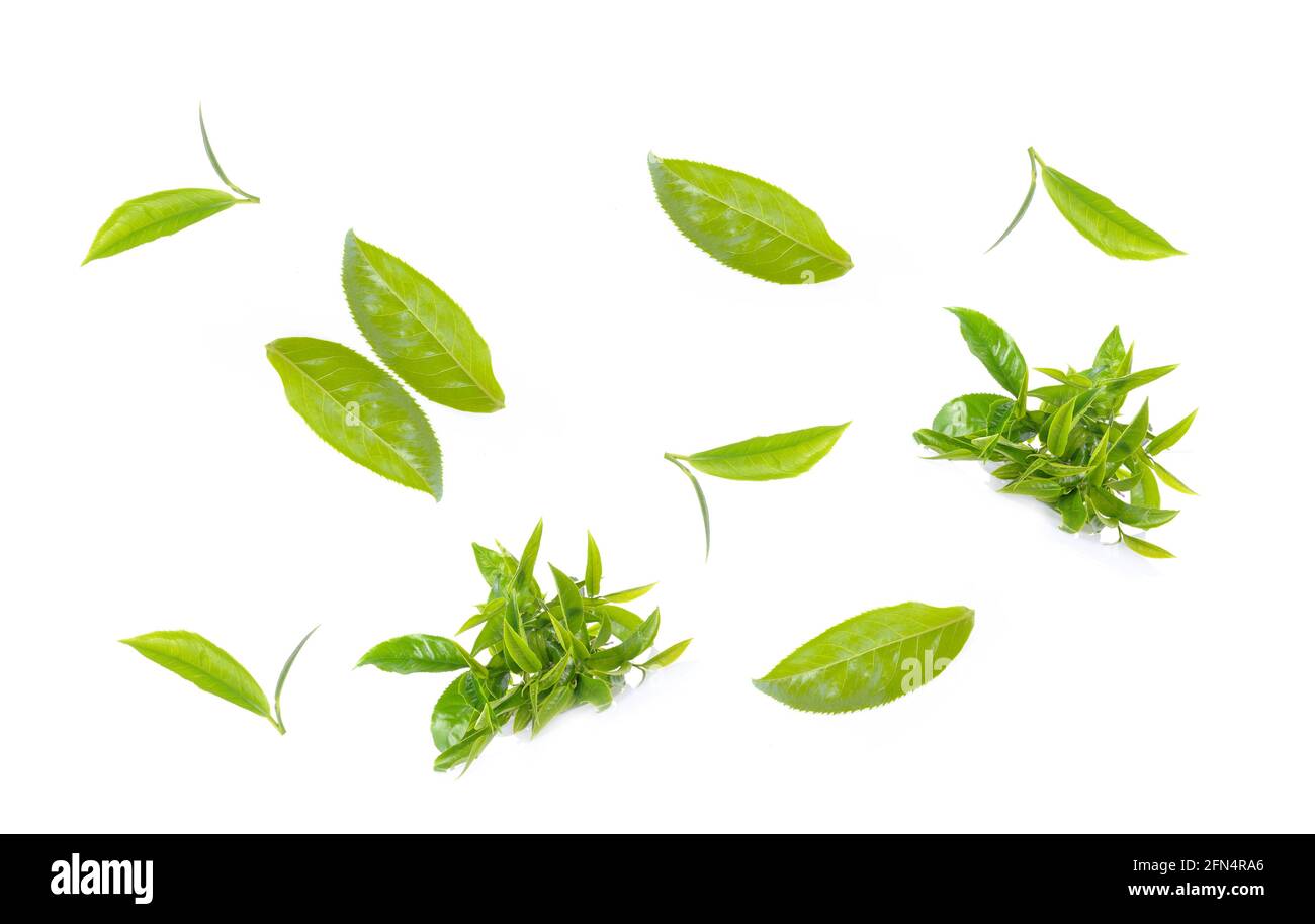 Green tea leaf collection isolated on white background Stock Photo - Alamy