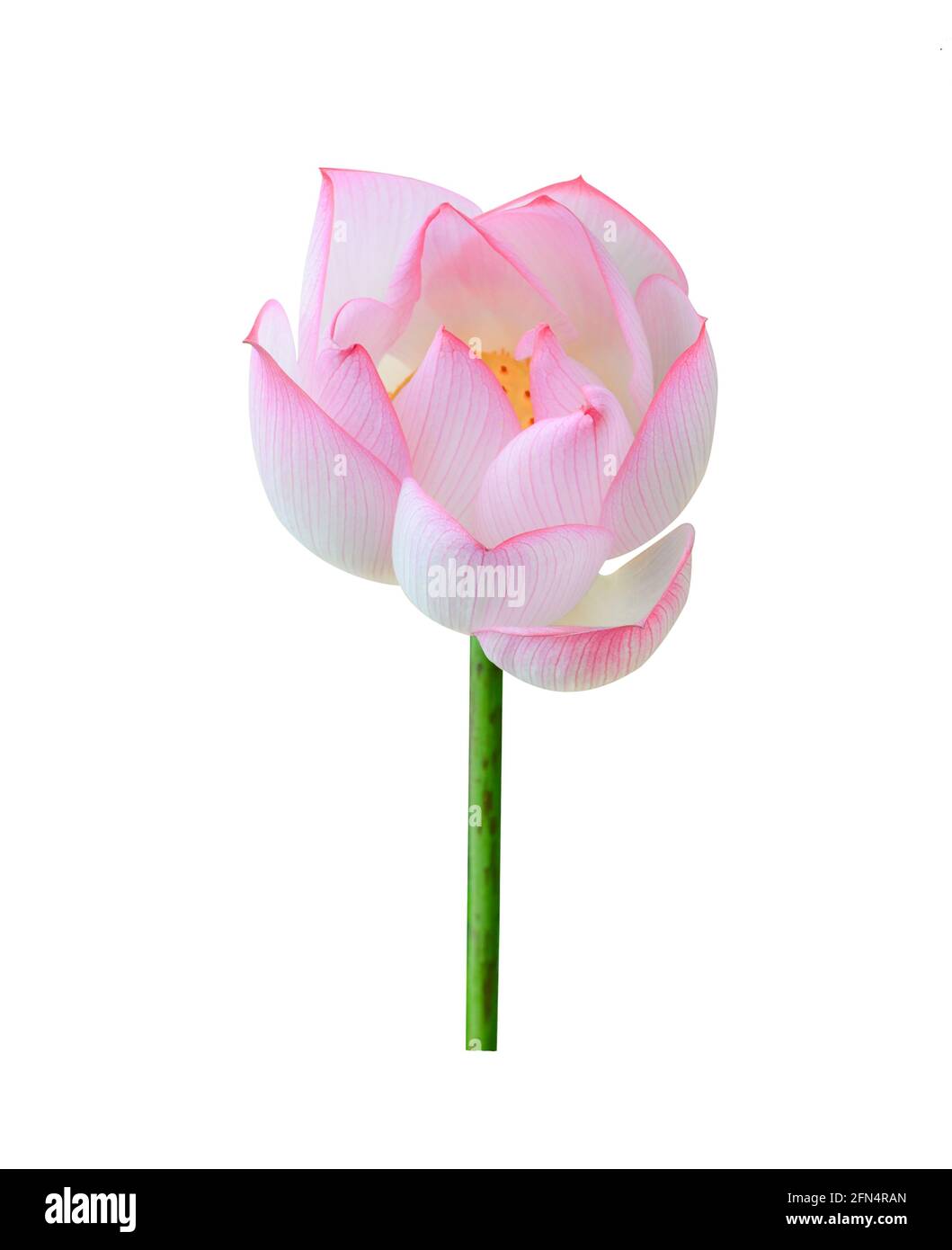 lotus isolated on white background Stock Photo - Alamy