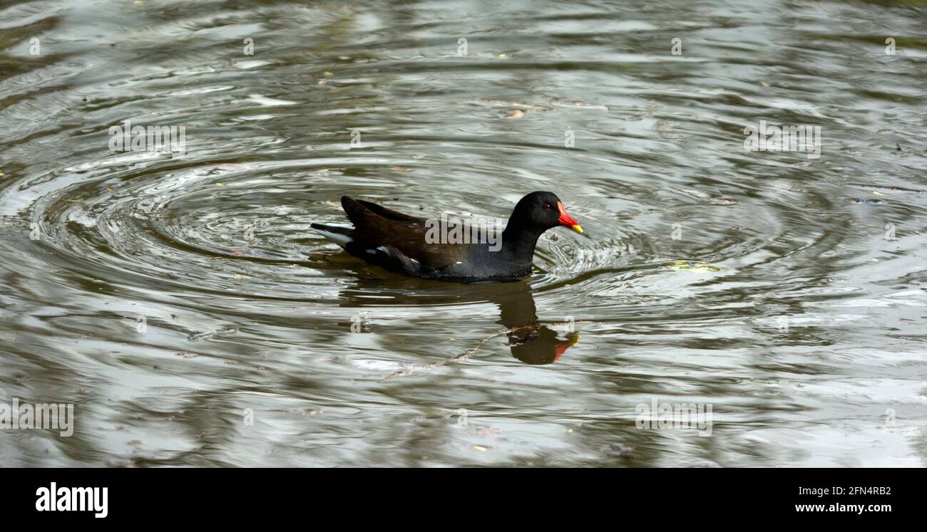 Moorhen fledglings hi-res stock photography and images - Alamy