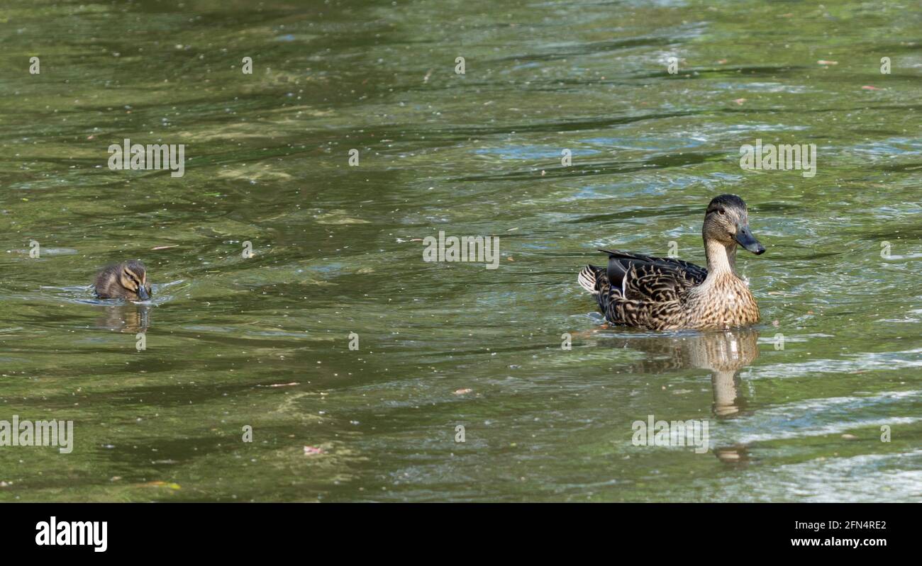 Fledglings uk hi-res stock photography and images - Alamy
