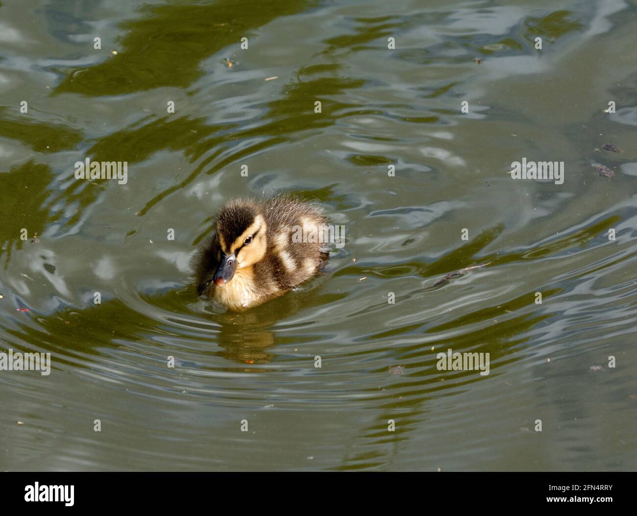 Fledglings uk hi-res stock photography and images - Alamy