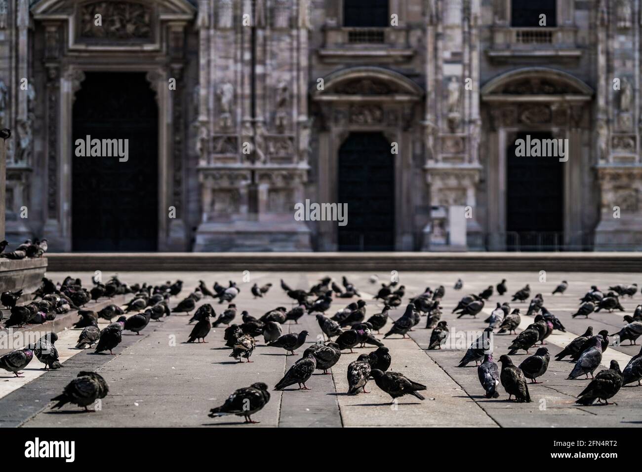 Sq pigeons hi-res stock photography and images - Alamy