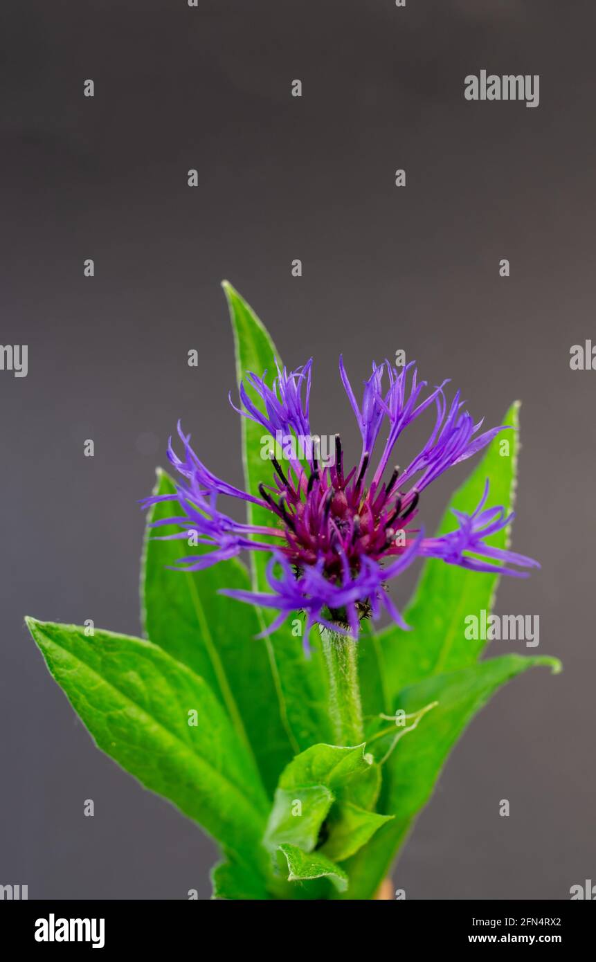 Mountain flake flower, Centaurea Montana in the vase Stock Photo - Alamy