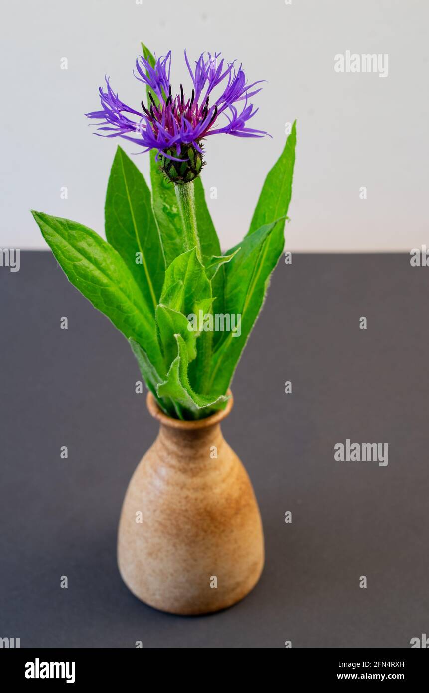 Mountain flake flower, Centaurea Montana in the vase Stock Photo - Alamy