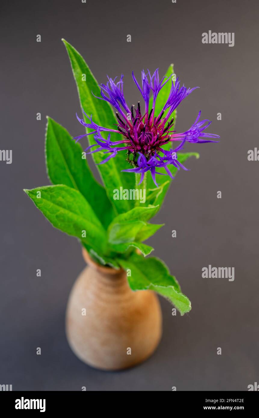Mountain flake flower, Centaurea Montana in the vase Stock Photo - Alamy