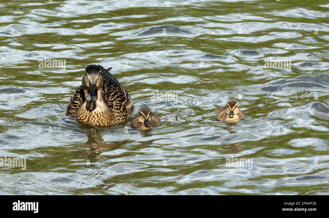 Duck and Fledglings Stock Photo - Alamy
