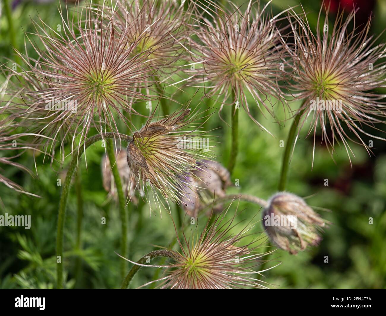 The fluffy seed heads of pasqueflower, Pulsatilla vulgaris, in the ...