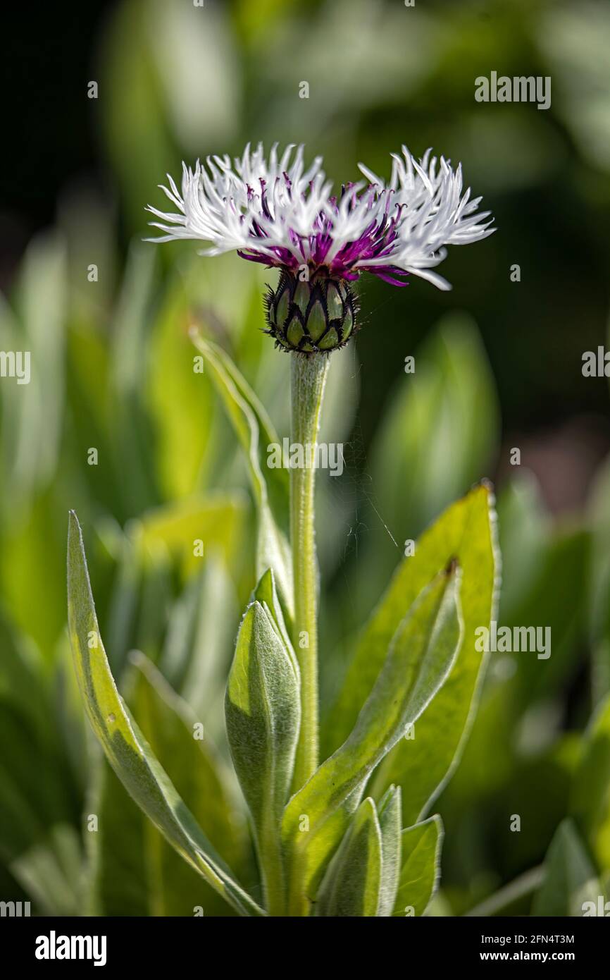 Centaurea montana purple hi-res stock photography and images - Alamy