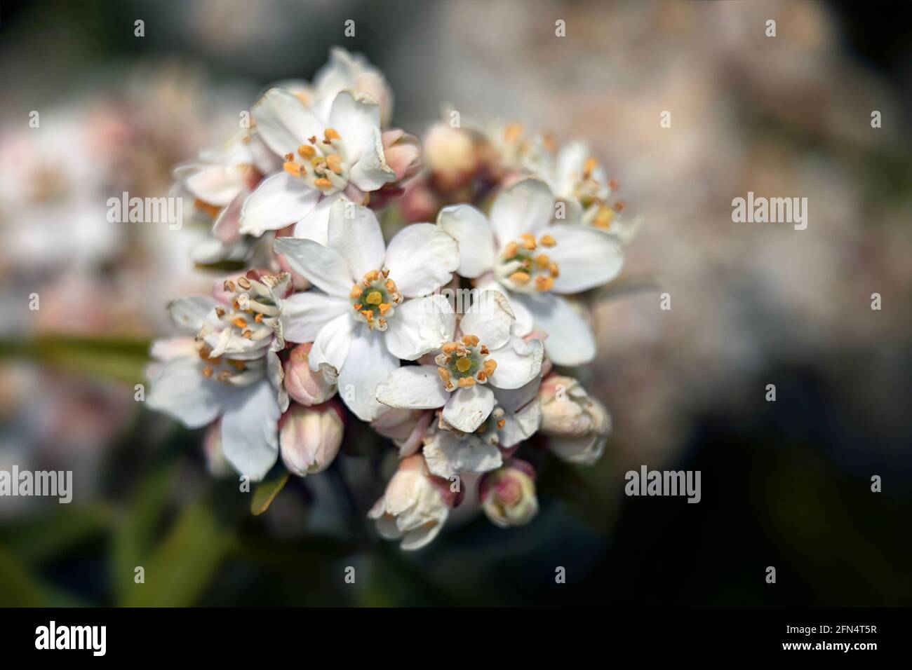 Closeup of flowers of Mexican orange, Choisya x dewitteana 'Aztec Pearl ...