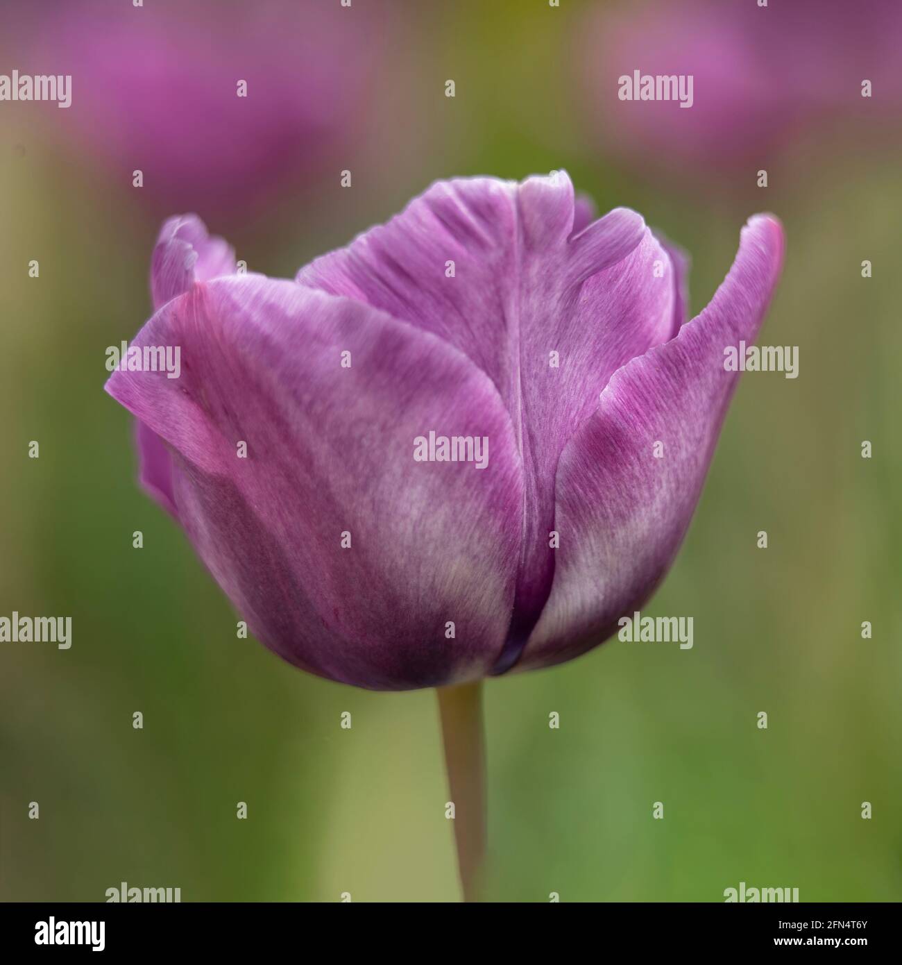 Bleu aimable tulip hi-res stock photography and images - Alamy