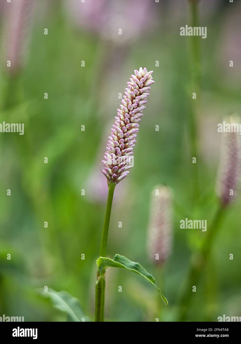 Closeup of individual flower of Persicaria bistorta 'Superba' Stock ...
