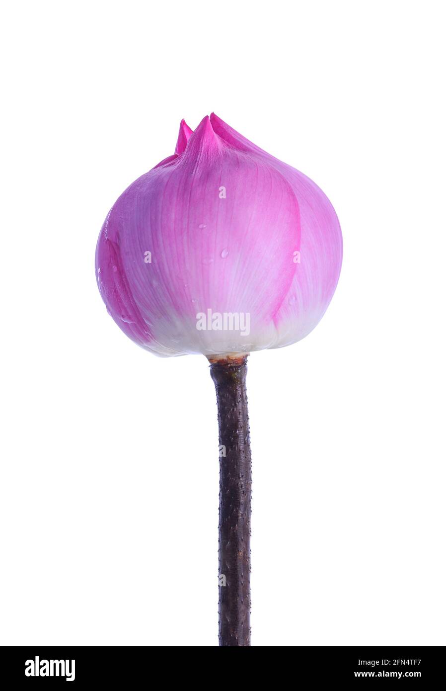 lotus isolated on white background Stock Photo - Alamy