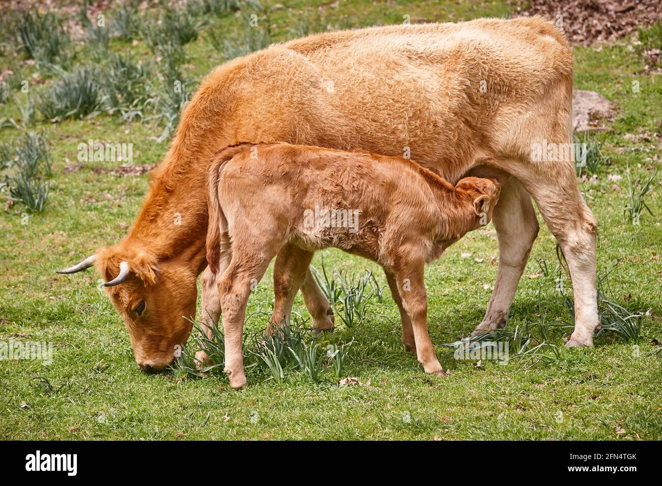 Unweaned calf hi-res stock photography and images - Alamy