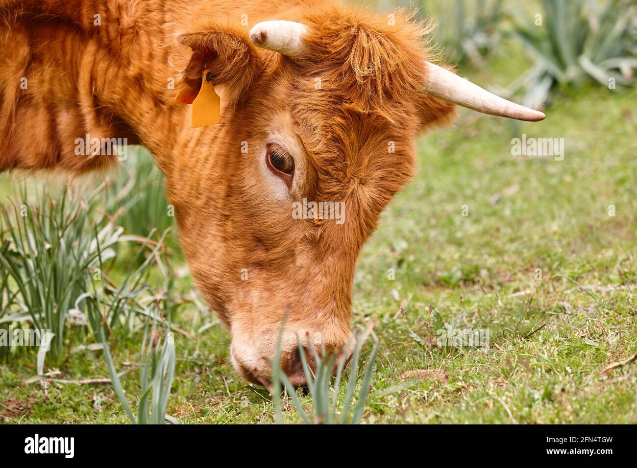 Cow grazing natural pasture. Head detail. Cattle livestock farming ...