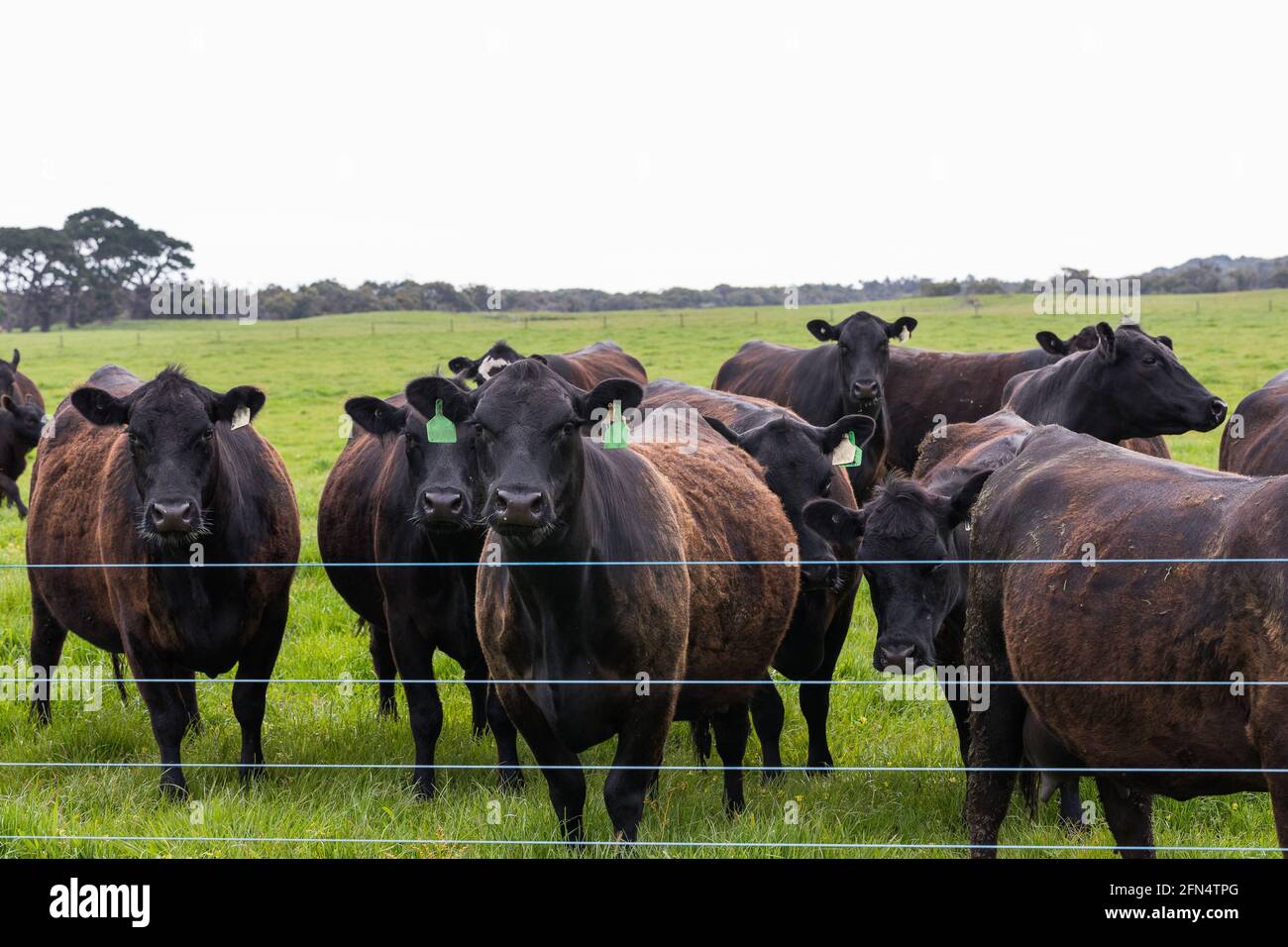 Mad cow disease hi-res stock photography and images - Alamy