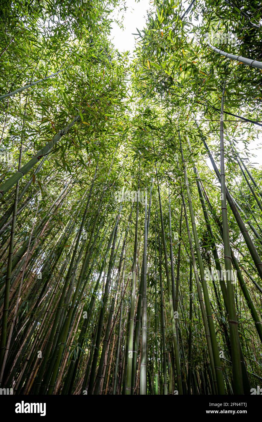 thick green bamboo thicket seen from below Stock Photo - Alamy