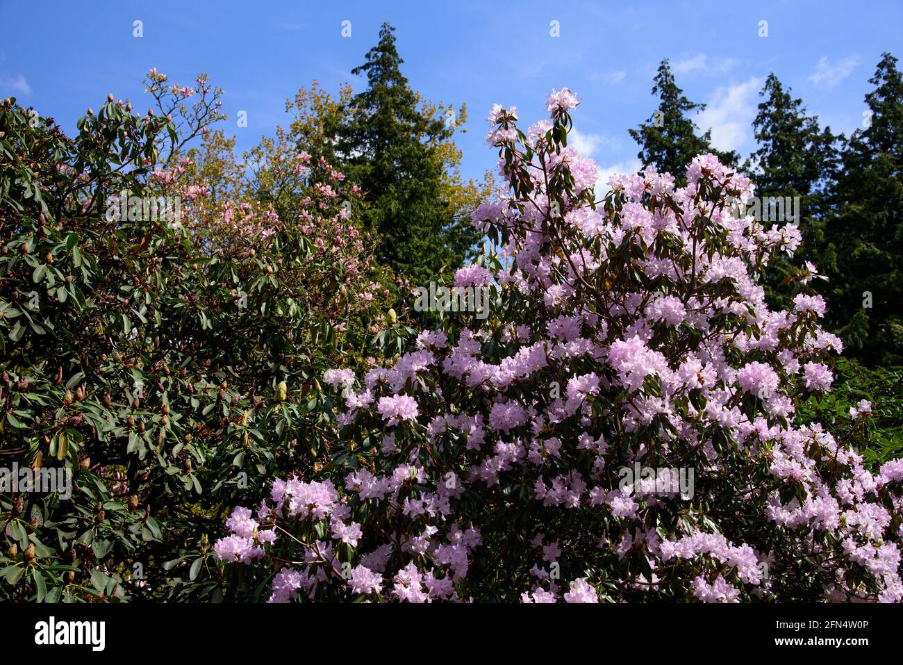 Azalea tree hi-res stock photography and images - Alamy