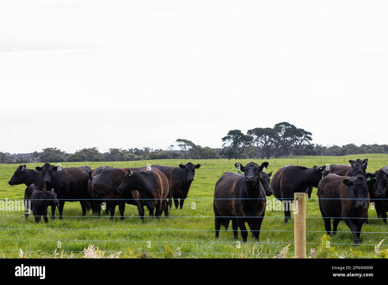 A herd of beef cattle on a free range cow ranch farm Stock Photo - Alamy