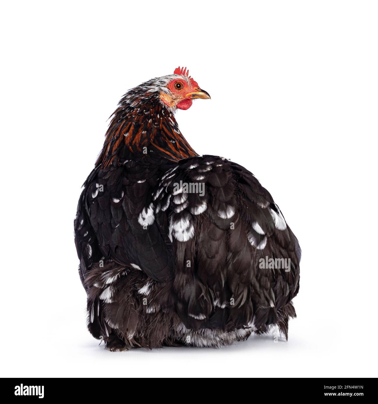 Black and white mottled bantam Cochin chicken or hen with brown color ...