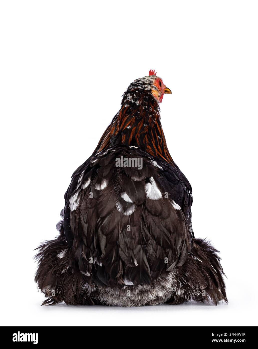 Mottled rooster Cut Out Stock Images & Pictures - Alamy