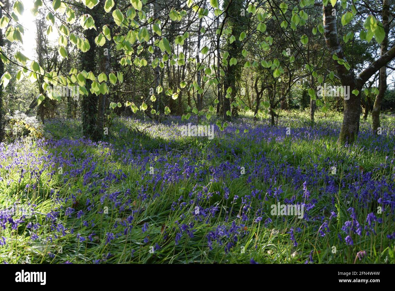 Sun in bluebell wood hi-res stock photography and images - Alamy