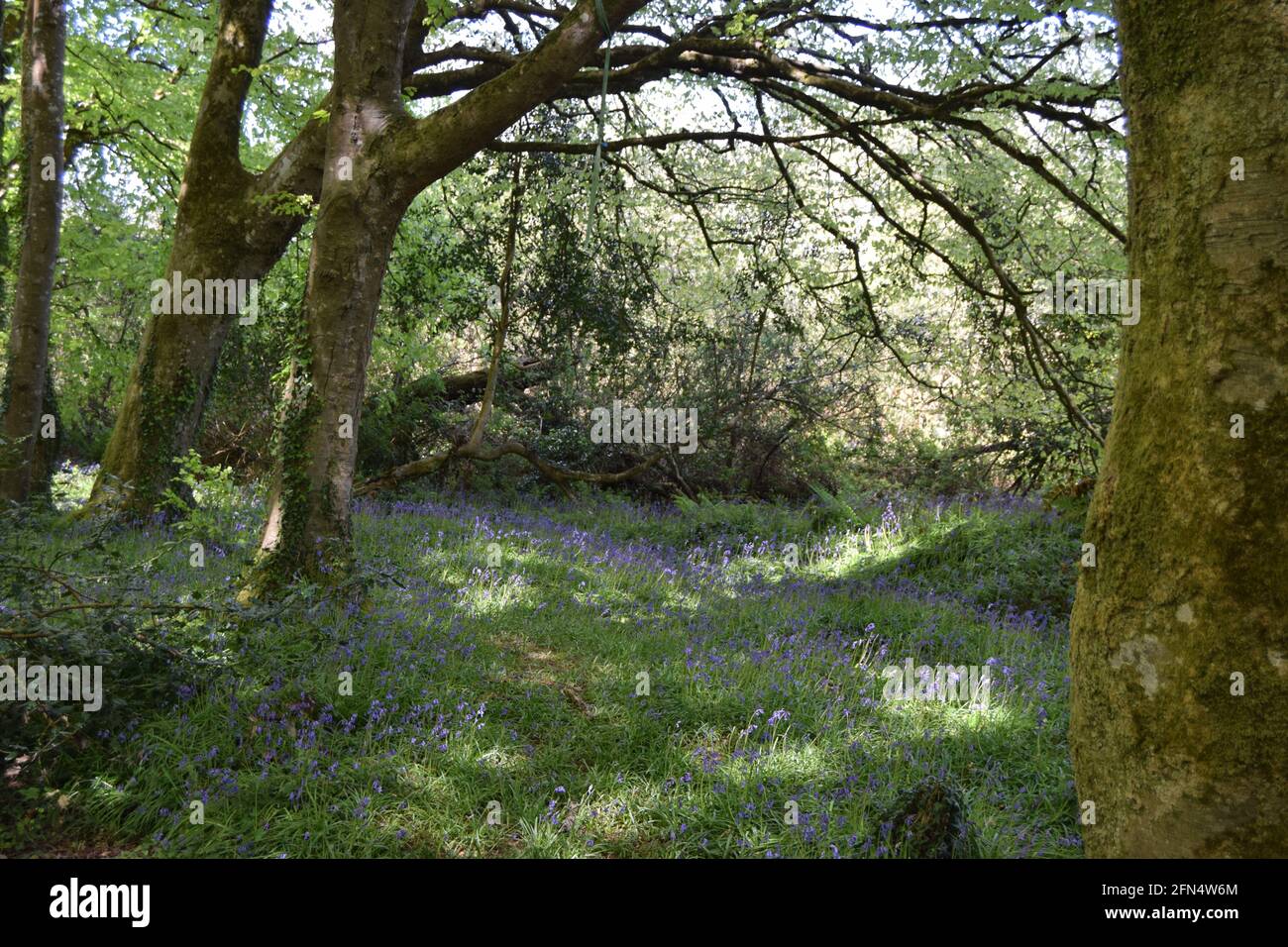 Bluebells & Trees Stock Photo - Alamy