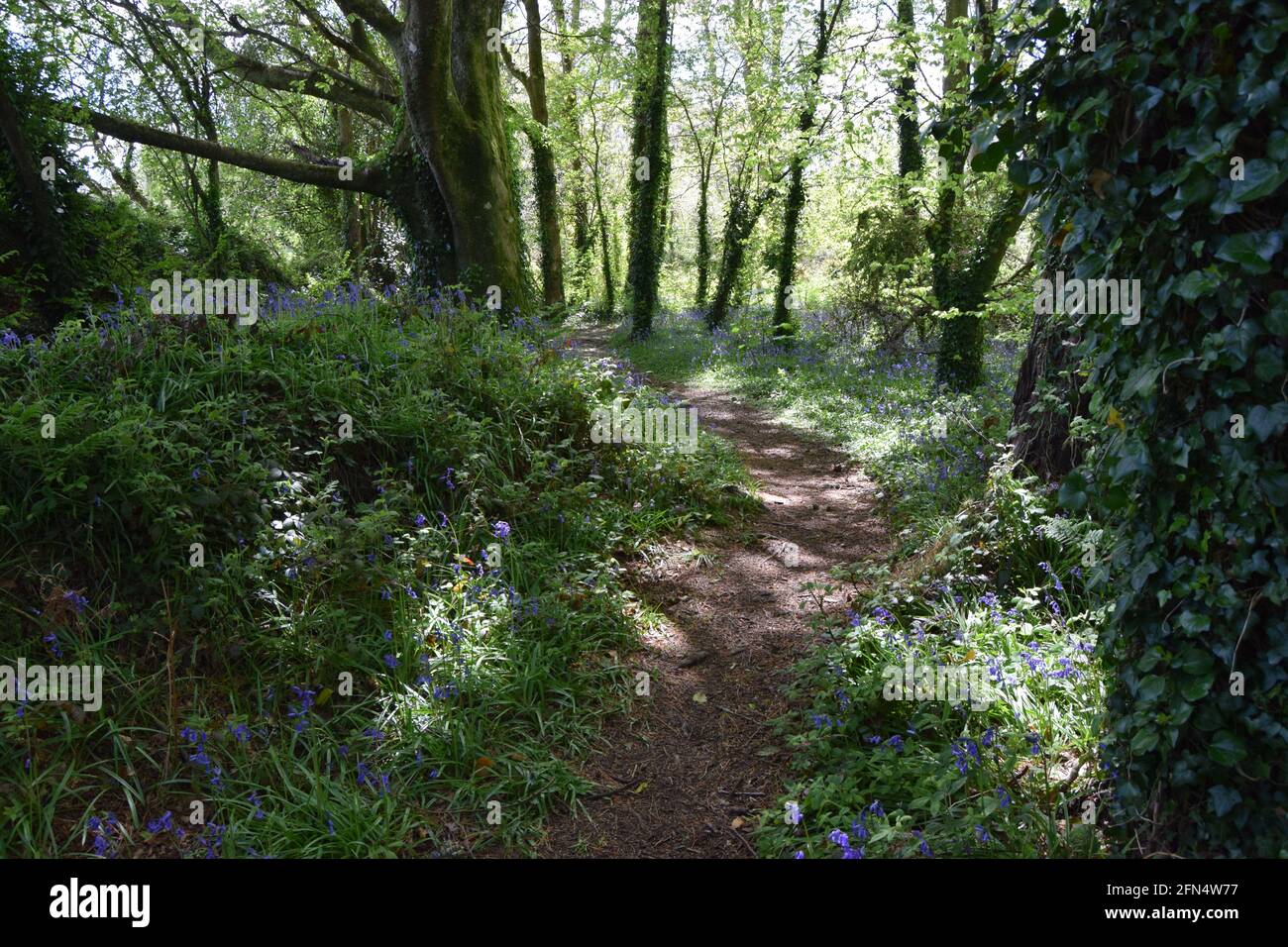 Path through bluebell wood hi-res stock photography and images - Alamy