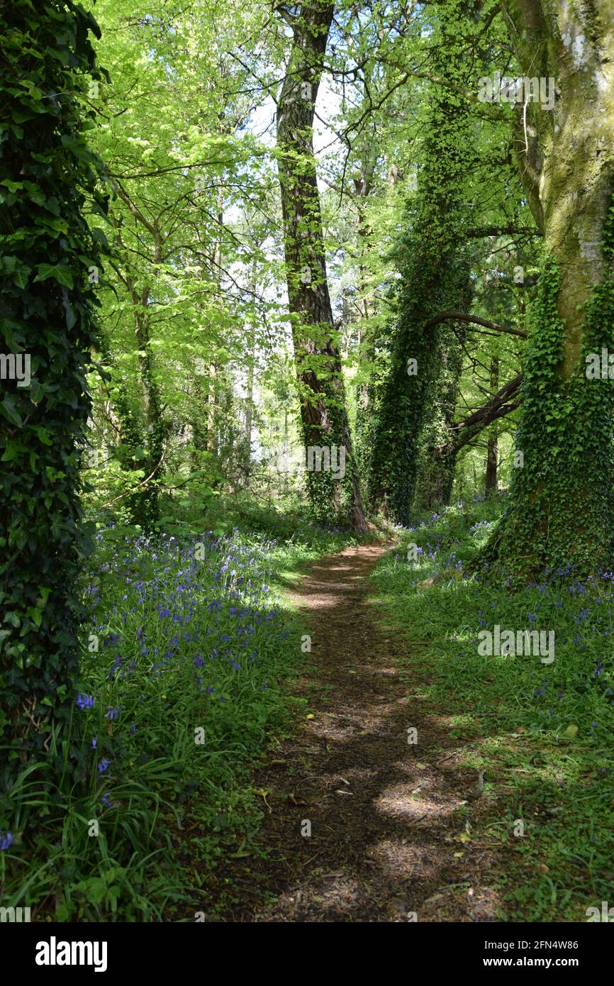 Path through bluebell wood hi-res stock photography and images - Alamy