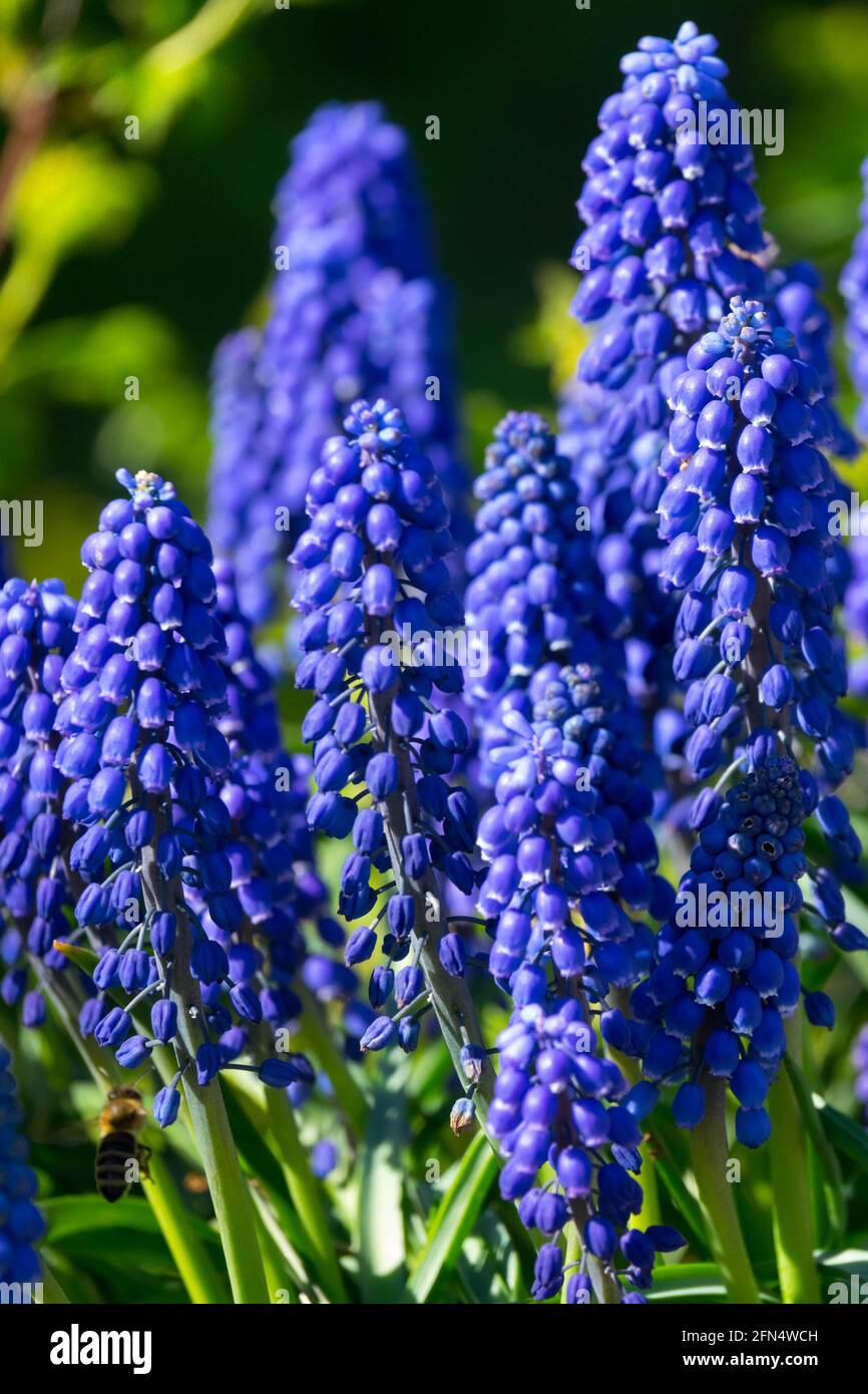 Lindsay bloom hi-res stock photography and images - Alamy