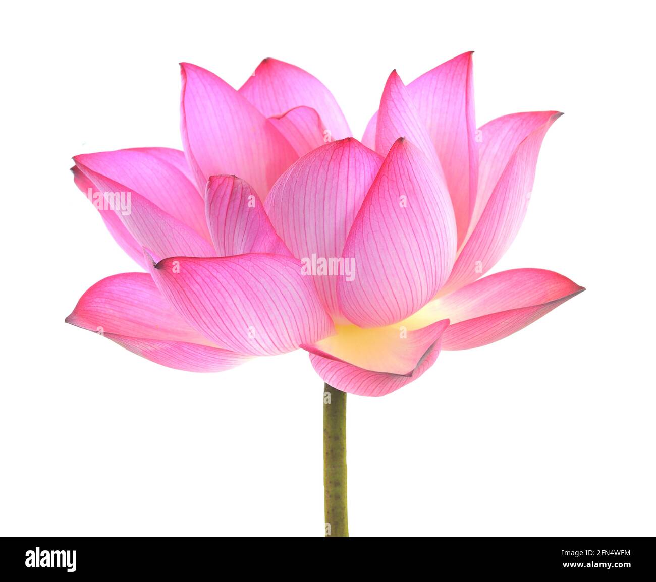 lotus isolated on white background Stock Photo - Alamy