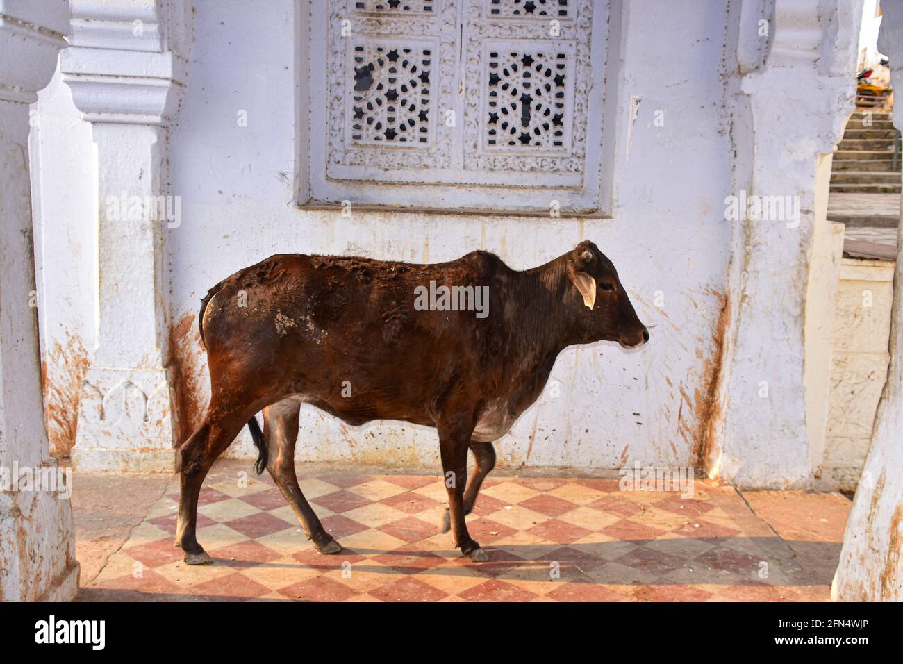 Sacred Cow, Pushkar, Rajasthan, India Stock Photo - Alamy