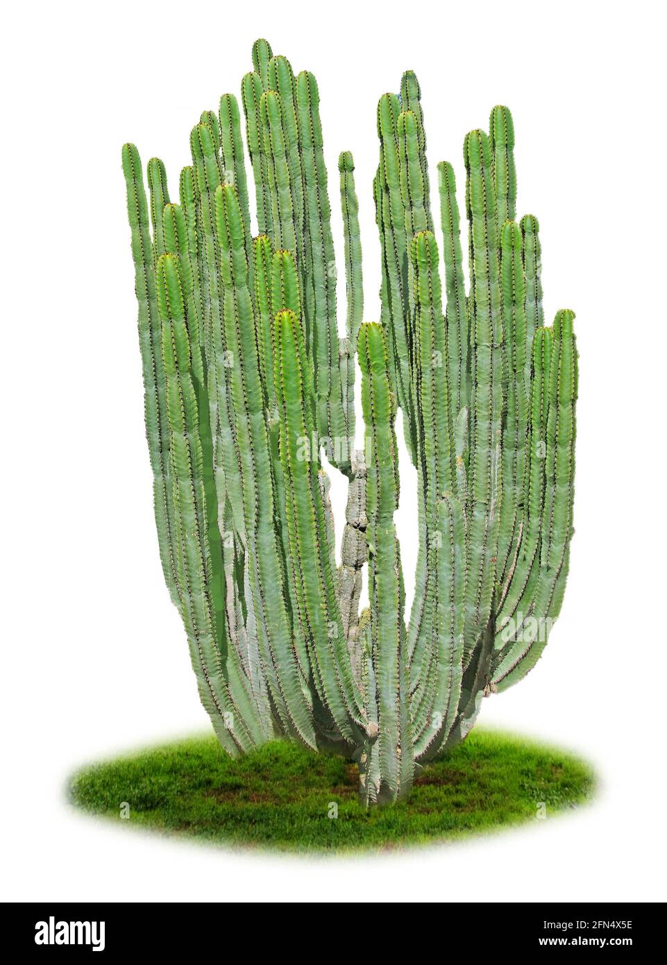 Cactus isolated on white background Stock Photo - Alamy