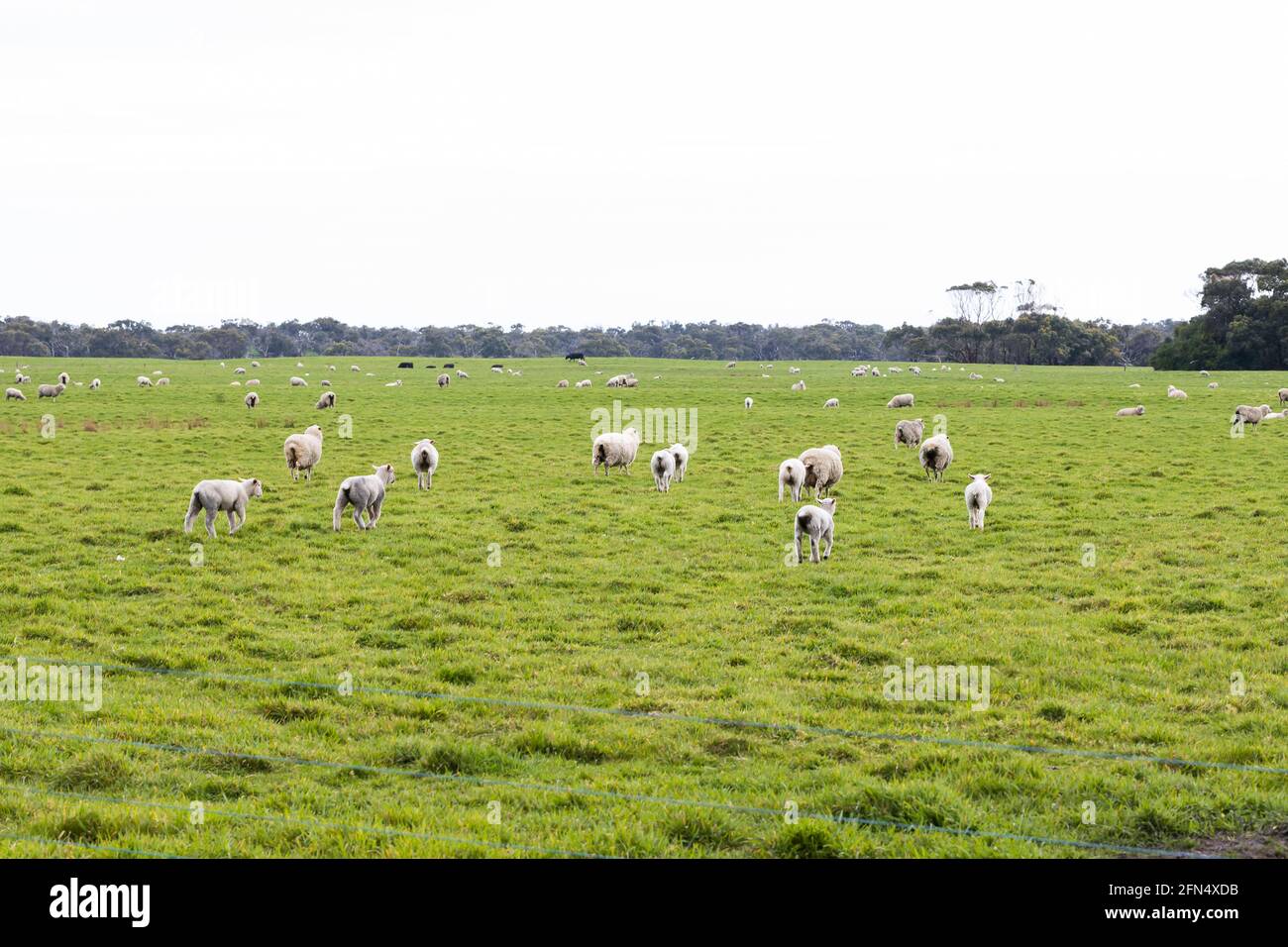 Sheep australia paddock fence hi-res stock photography and images - Alamy