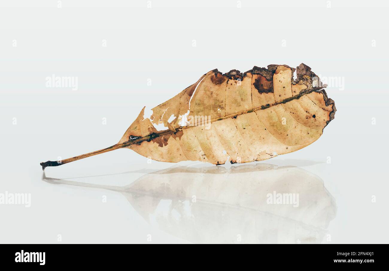 Process Of Decay High Resolution Stock Photography and Images - Alamy