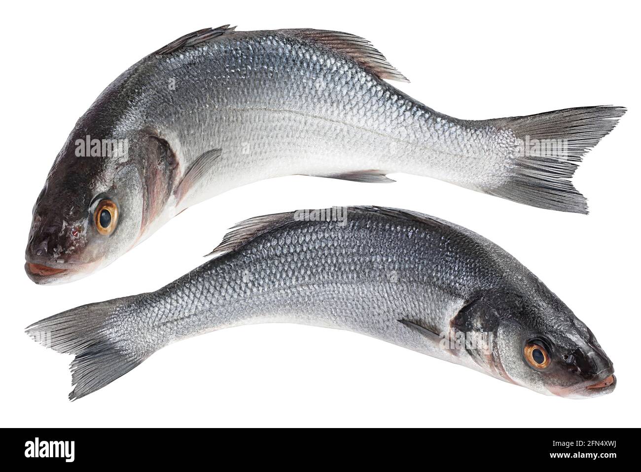 Sea bass fich isolated on white background with clipping path. Top view ...