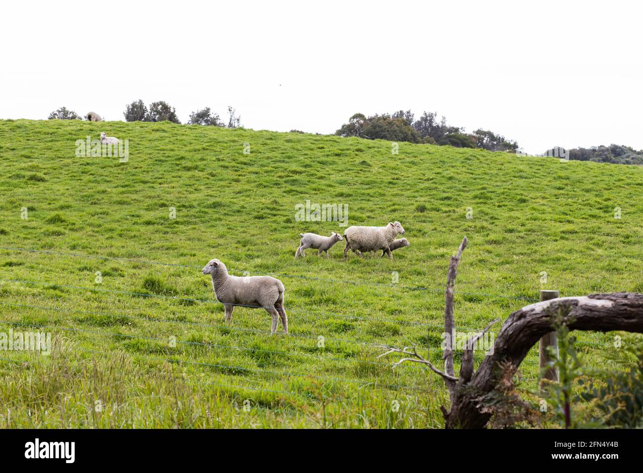 a flock of sheep and lambs on a free range sheep farm Stock Photo - Alamy