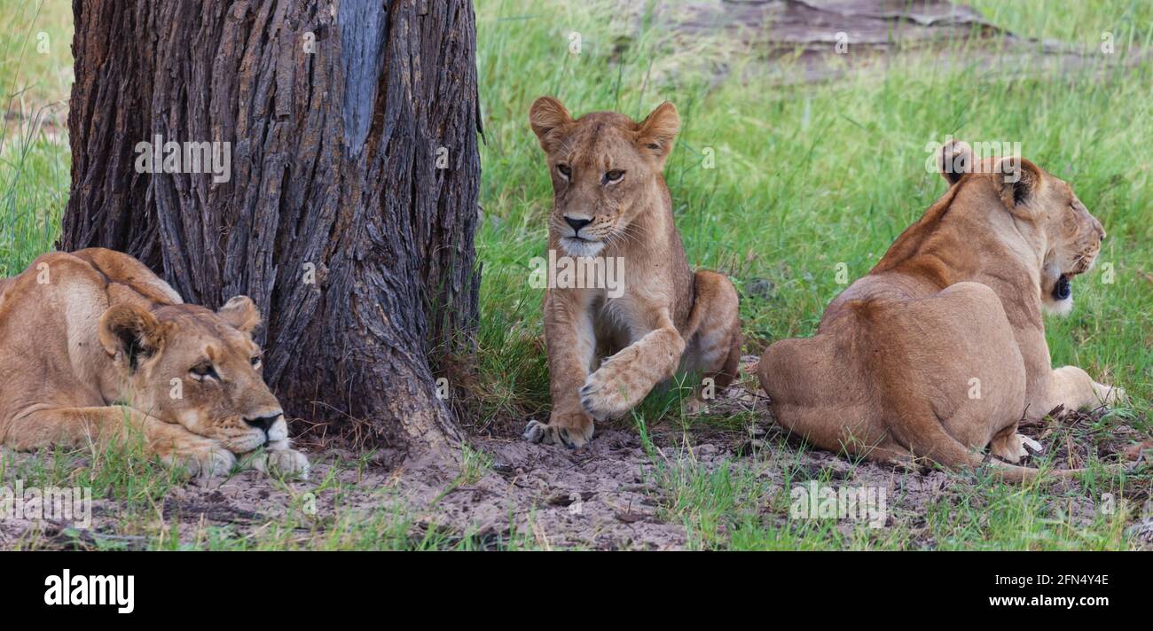 Lions of Okavango Delta Stock Photo - Alamy