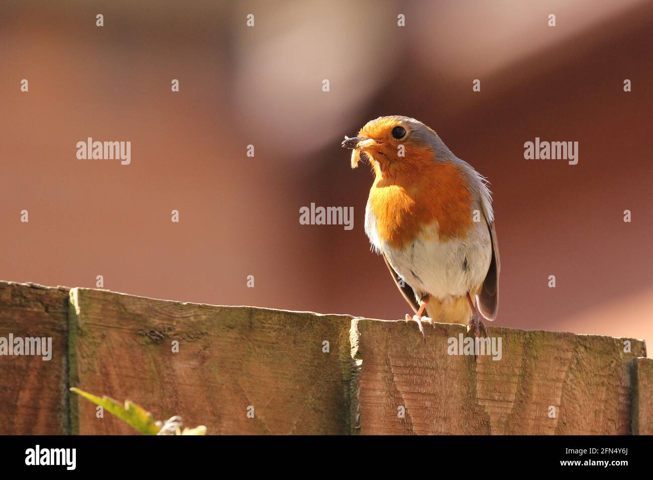 Robin with grub Stock Photo - Alamy