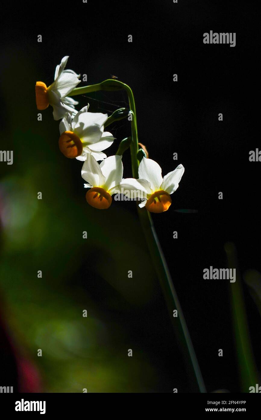 Common Daffodil (Narcissus tazetta) photographed in Israel, in December ...