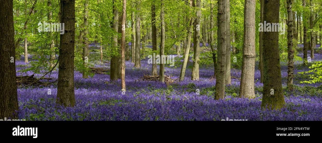 Panoramic photo of carpet of bluebells growing in the wild on the ...