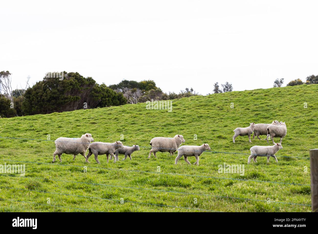 a flock of sheep and lambs on a free range sheep farm Stock Photo - Alamy