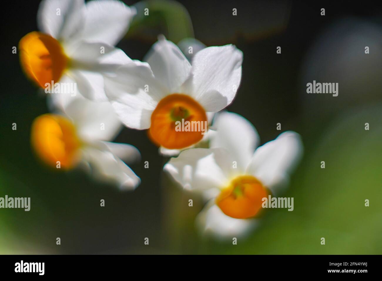Common Daffodil (Narcissus tazetta) photographed in Israel, in December ...