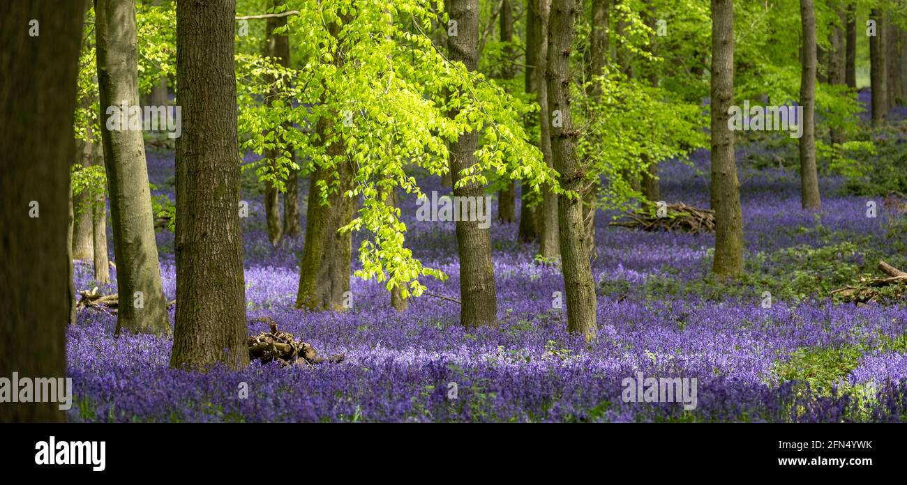 Panoramic photo of carpet of bluebells growing in the wild on the ...