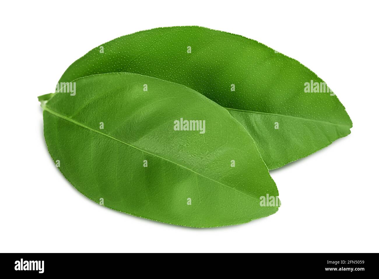 Citrus leaf isolated on white background with clipping path and full ...