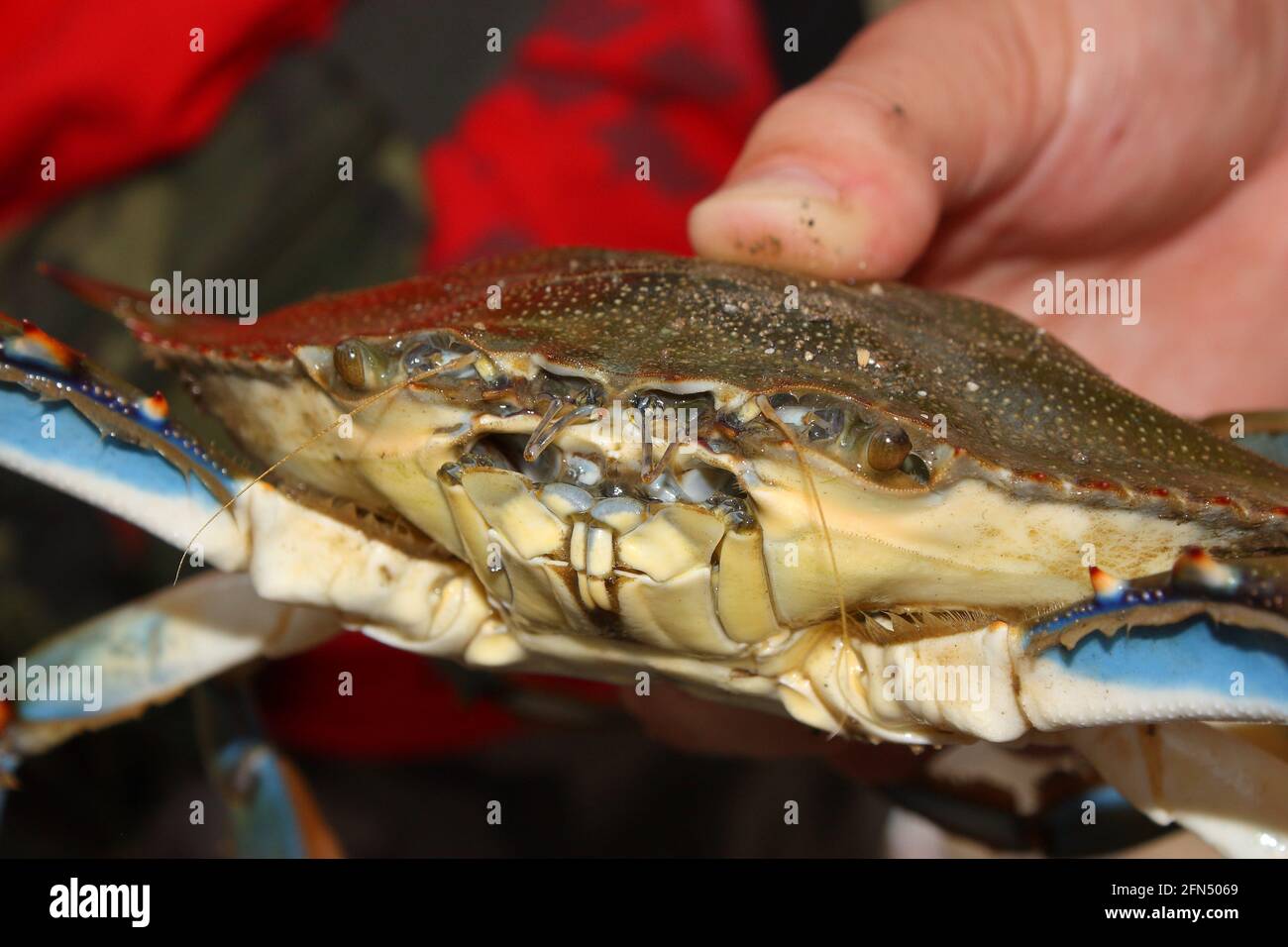 blue crab (Callinectes sapidus) in the hand of fisherman Stock Photo ...
