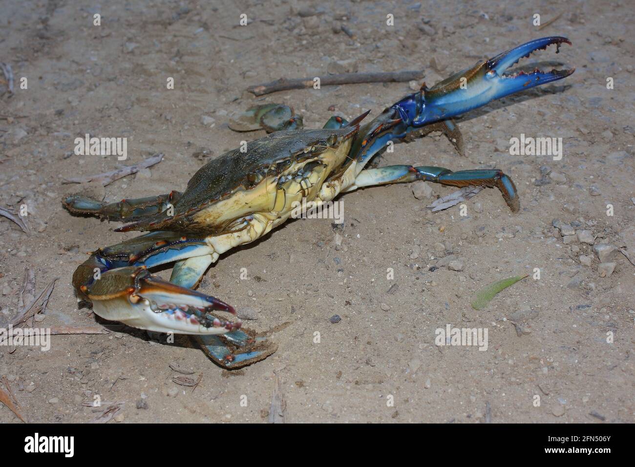 blue crab (Callinectes sapidus) on a sandy beach Stock Photo - Alamy