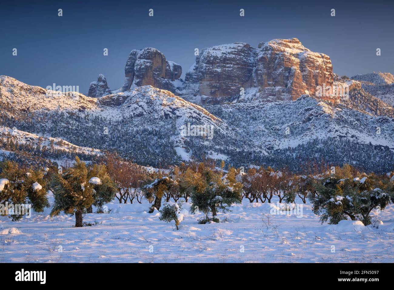 Olivier de montagne hi-res stock photography and images - Alamy